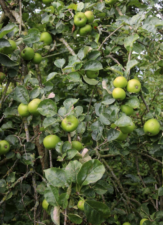 Bramley Apples on Tree, Malus Domestica Stock Image - Image of bramley ...