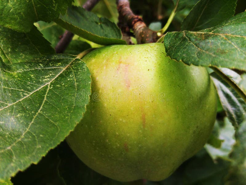 Bramley Cooking Apple Fresh Apple Pie Sweet Custard Pudding Cook ...
