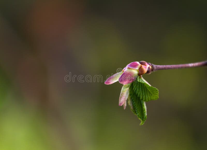 Branc of Alm Tree in Early Spring. Blurred Background Stock Image ...