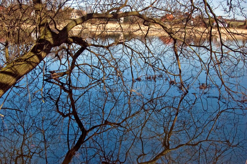 Branch stock photo. Image of length, blue, springlike - 13684094