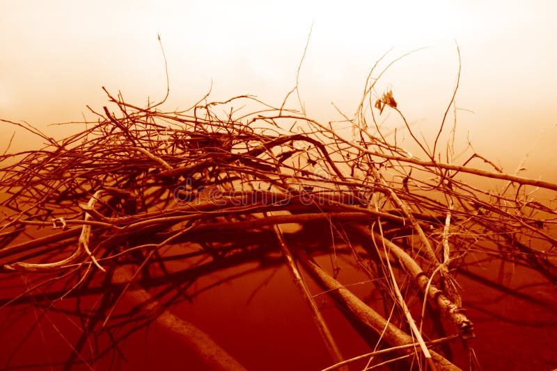 Branch stock image. Image of bough, rush, clouds, sunset - 1454539