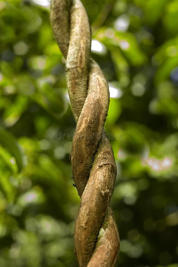 Branch stock photo. Image of green, south, jungle, knot - 3435866