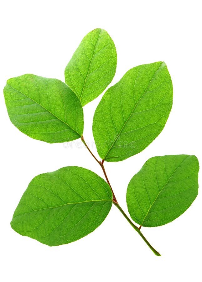 Magnolia Foliage stock photo. Image of plants, blooms - 1089928