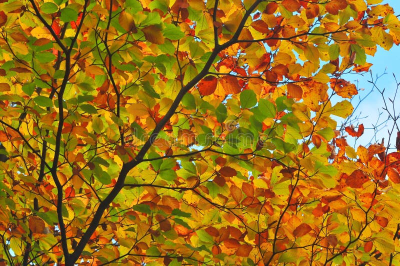 Branch Picture. Image: 7007765