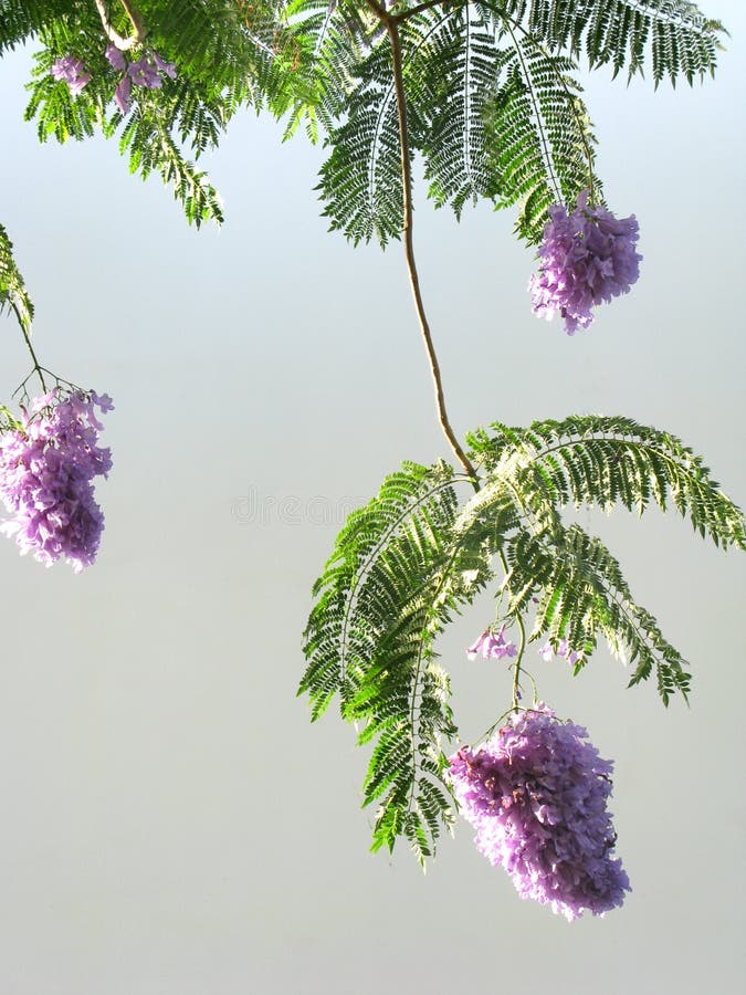 Branch of acacia stock image. Image of plant, acacia, beauty - 9801543