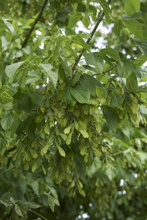 Branch of Acer Negundo Tree Stock Photo - Image of ashleaf, botanical ...