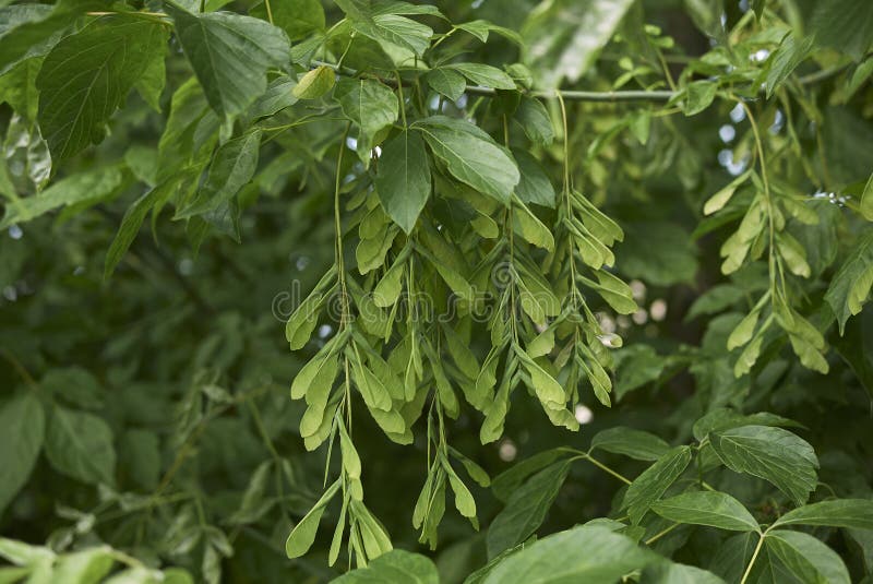 Branch of Acer Negundo Tree Stock Photo - Image of negundo, samaras ...