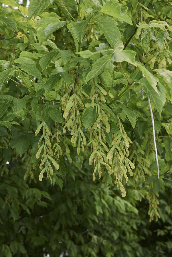 Acer Negundo Branch Close Up Stock Photo - Image of fresh, maple: 180092096