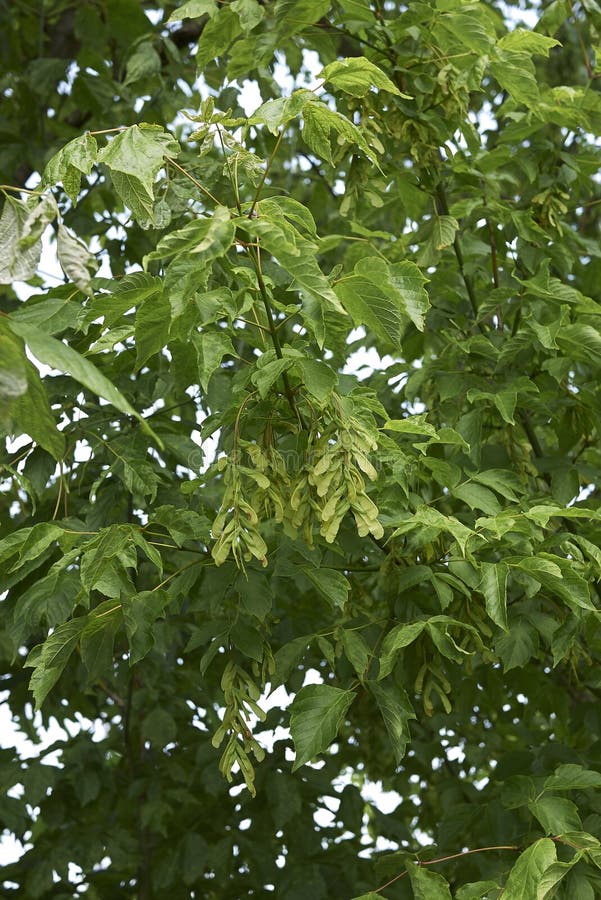 Branch of Acer Negundo Tree Stock Photo - Image of spring, sapindaceae ...