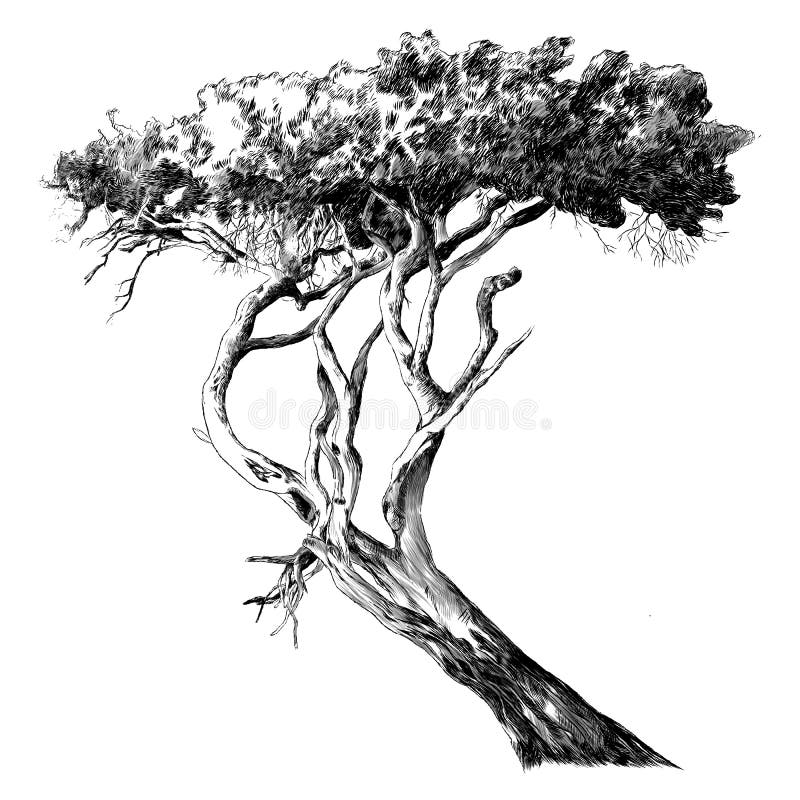 A Branch of the African Tree Sketch Vector Graphics Stock Vector ...