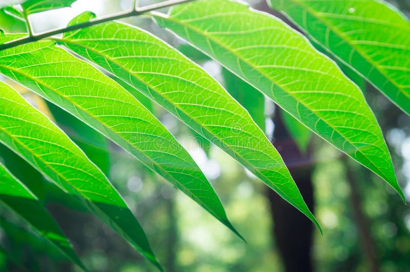 Branch Ailanthus with Narrow Leaves Stock Photo - Image of environment ...