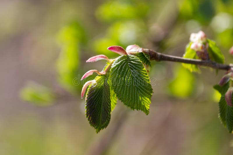 Branch of Alm with Bud in Early Spring. Stock Photo - Image of spring ...