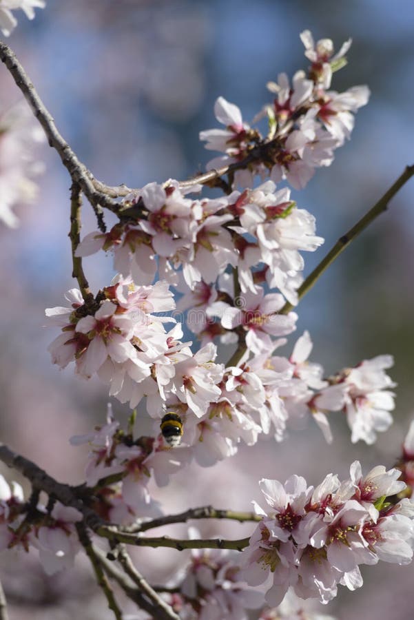 A Branch of Almond Tree Flowers Stock Image - Image of full, field ...