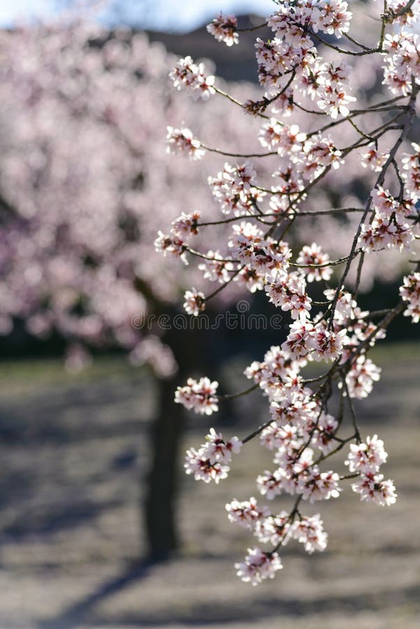 Almond Trees stock image. Image of california, plant - 18355703