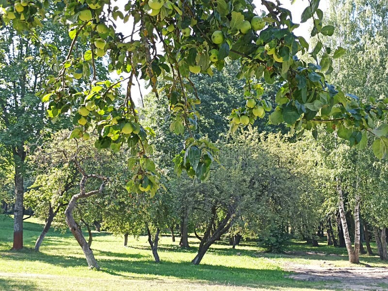 A Branch of an Apple Tree in August Morning Stock Photo - Image of ...
