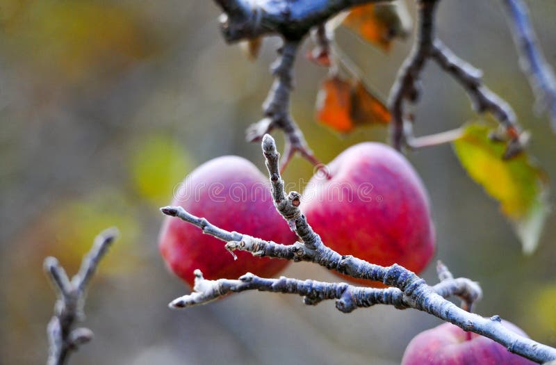 Pictured is a Tree that Was Completely Encased by Lava Flow on the Big ...