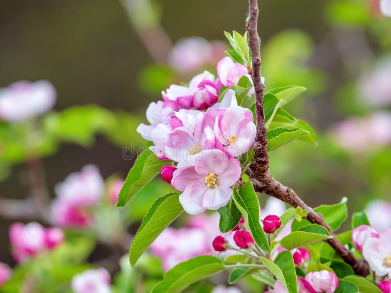 Branch Apple Tree Branch in Full Bloom Stock Image - Image of april ...