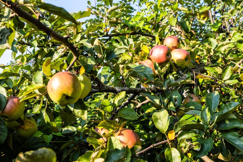Branch of Apple Tree Illuminated by Setting Sun Stock Image - Image of ...