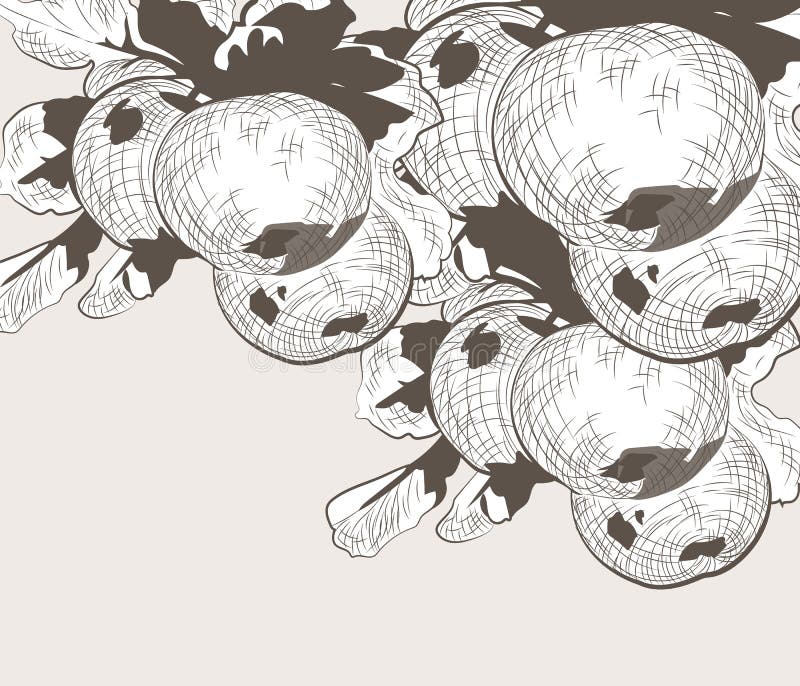 Branch of Apple Tree with Leaves and Fruit Stock Vector - Illustration ...