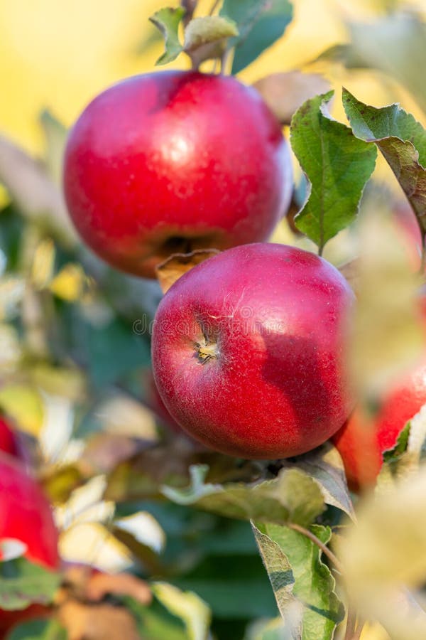 Branch of Apple Tree with Many Red Apples Stock Photo - Image of ...