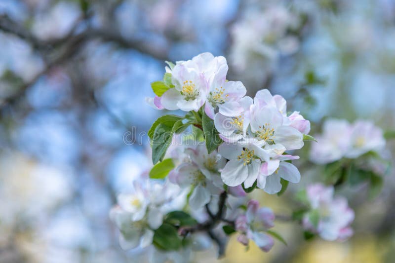 Branch of Apple Tree with Pink Flowers on a Background of Flowering ...