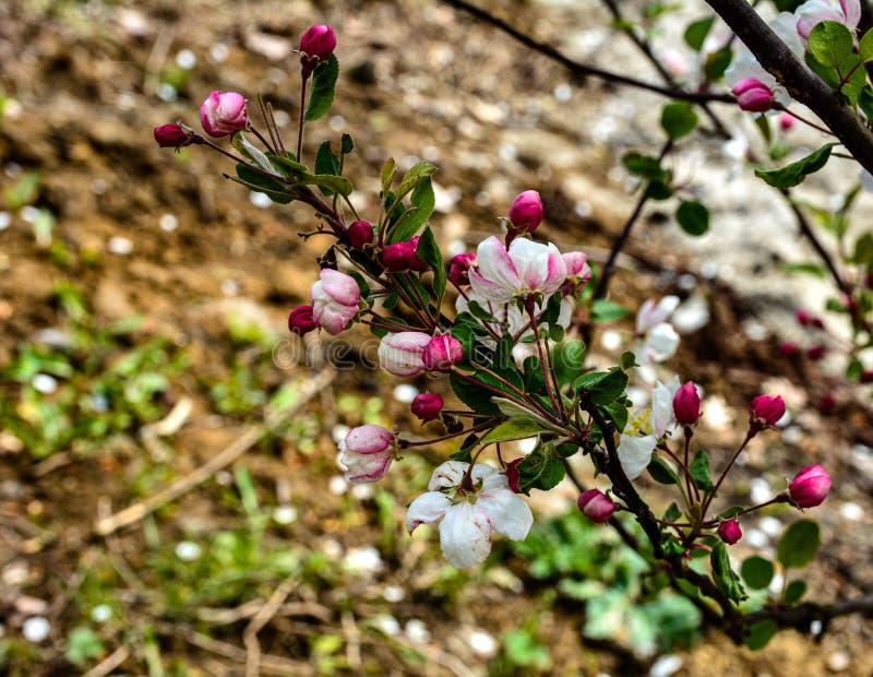 Branch of Apple Tree with Pink Flowers Stock Photo - Image of stamen ...