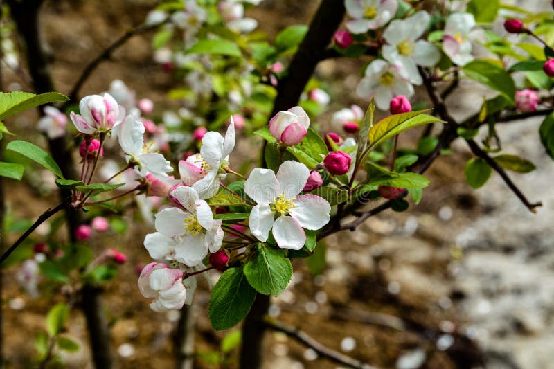 Branch of Apple Tree with Pink Flowers Stock Photo - Image of stamen ...