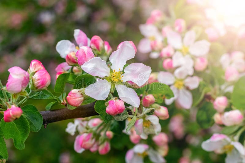 A Branch of an Apple Tree with Pink Flowers and Buds in Sunny Weather ...