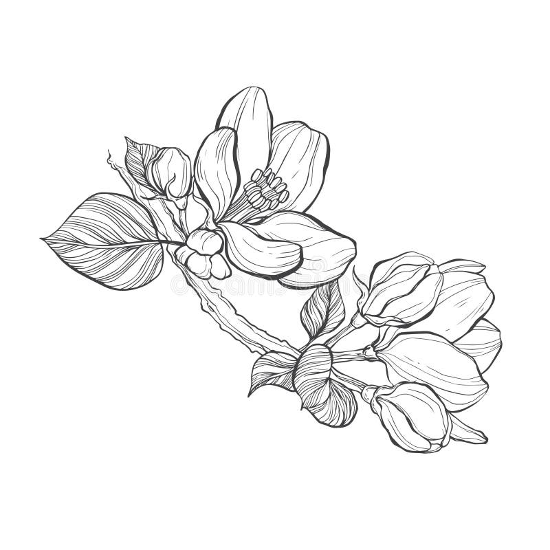 Branch Apple Tree. Vector Illustration, Sketch. Isolated Outline Stock ...