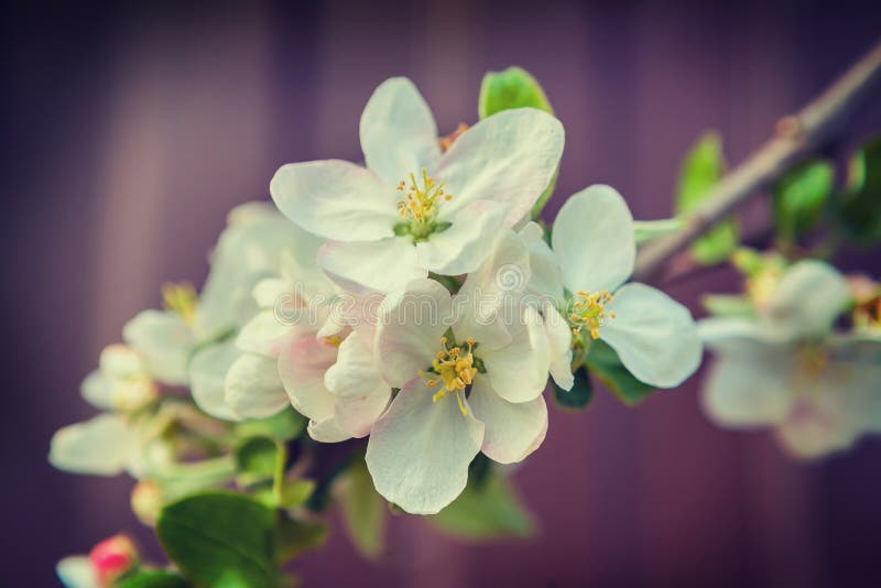 Branch of Apple Tree with White Flower Instagram Stock Image - Image of ...