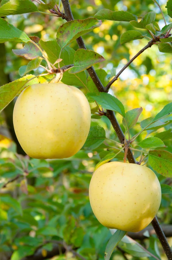 Branch of Apple Tree with Yellow Fruits Stock Photo - Image of healthy ...