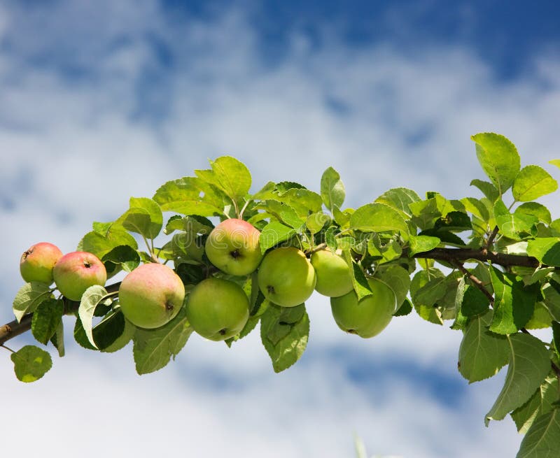 Branch of apples stock photo. Image of branch, freshness - 10295934