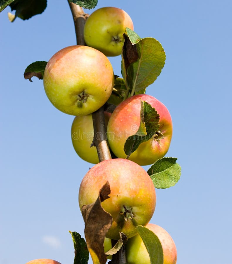 Branch with apples stock image. Image of juicy, copy - 11111123