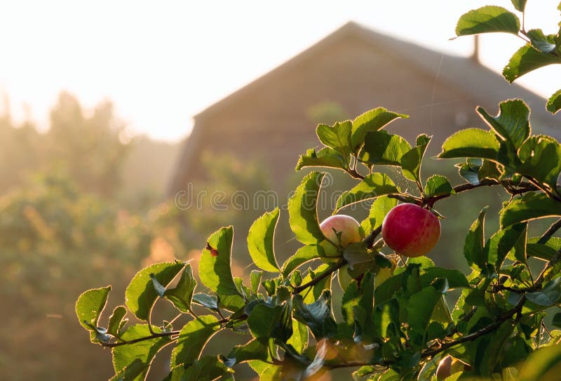 Branch with Apples on the Background of the House at Dawn in the ...