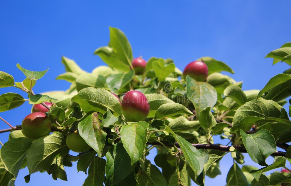 Branch with Apples Blue Sky Stock Image - Image of apples, food: 63016355