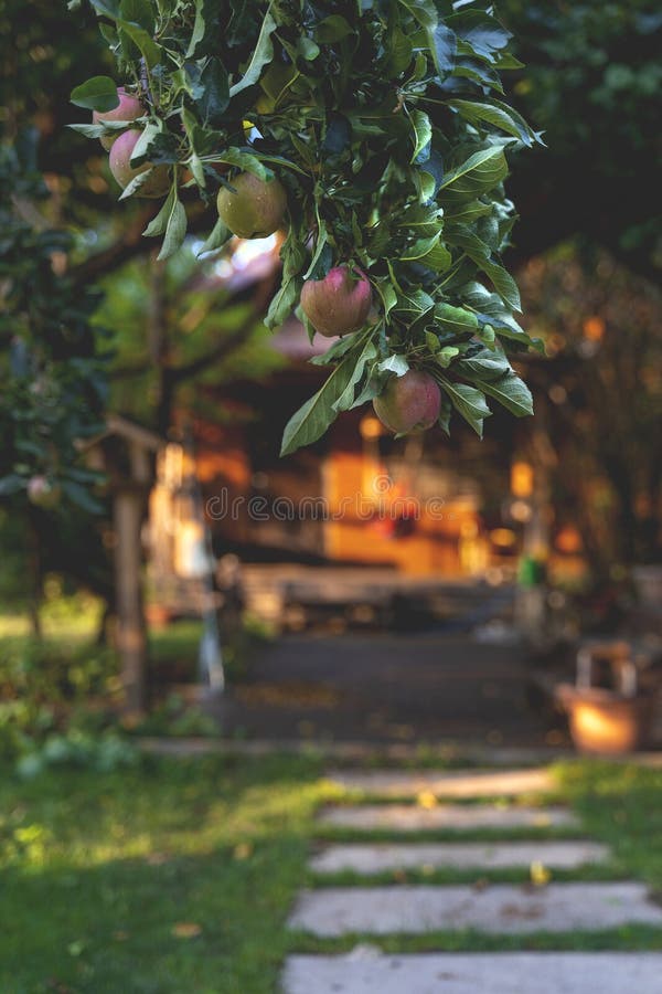 Branch with Apples in the Garden in Front of the House in the Sunset ...