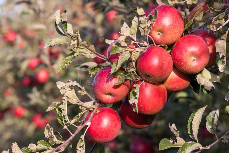 Branch with apples stock photo. Image of objects, eating - 34249342