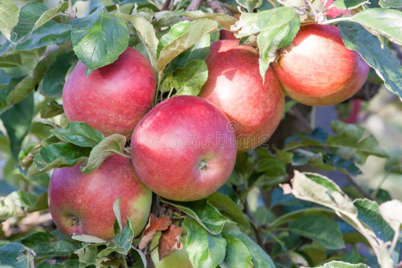 Branch with apples stock image. Image of fruit, apples - 34249333