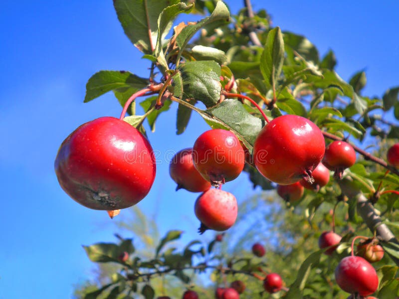 Branch with Apples on the Skyline Stock Image - Image of nature, apple ...