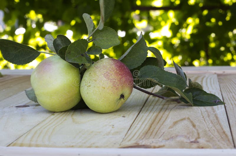 Branch with apples stock image. Image of color, green - 58443767