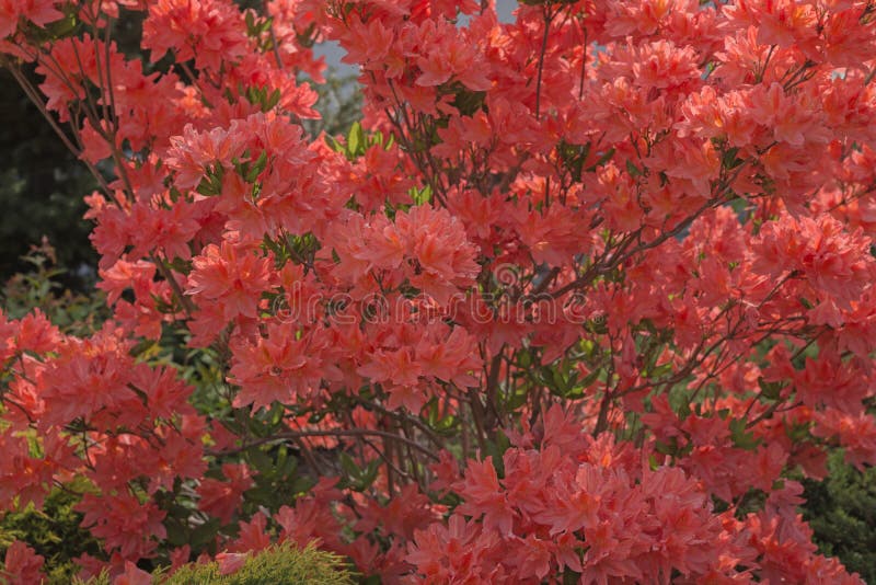 Branch of Apricot Rhododendron Bush Stock Photo - Image of botany ...