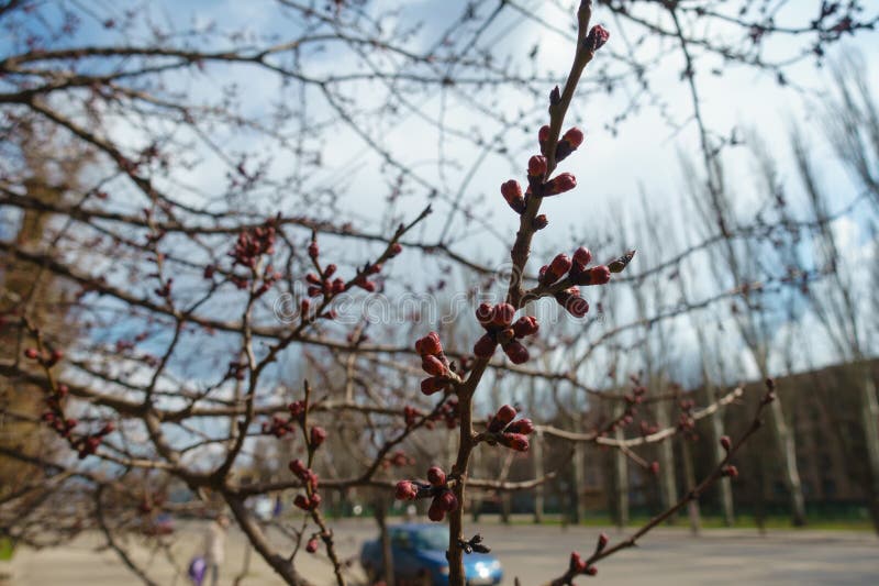 Branch of Apricot Tree with Closed Flowers Buds in April Stock Image ...
