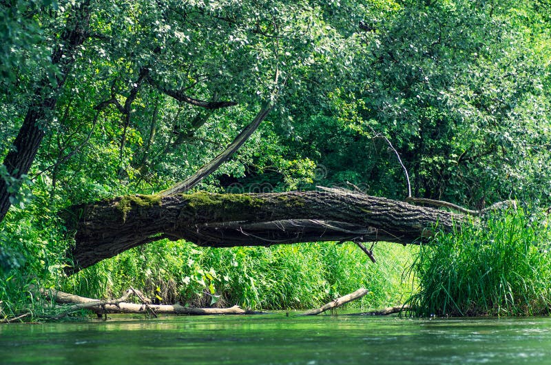 Branch As Bridge Over the Water Stock Image - Image of tree, forest ...