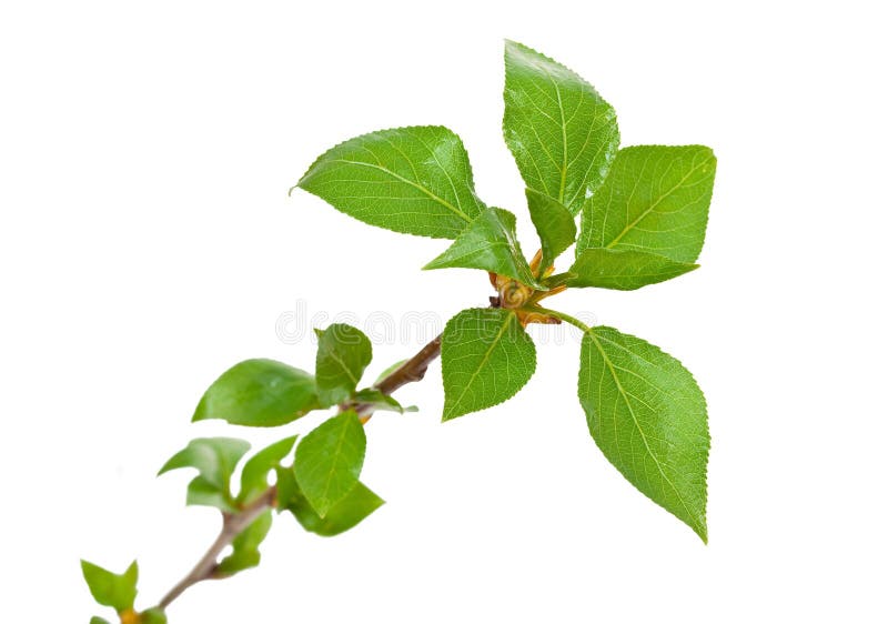 Branch aspen tree stock photo. Image of gardens, nature - 19751102