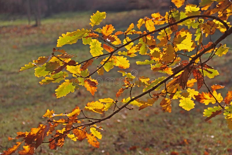 A Branch with Autumn-colored Foliage of a German Oak Tree in the ...