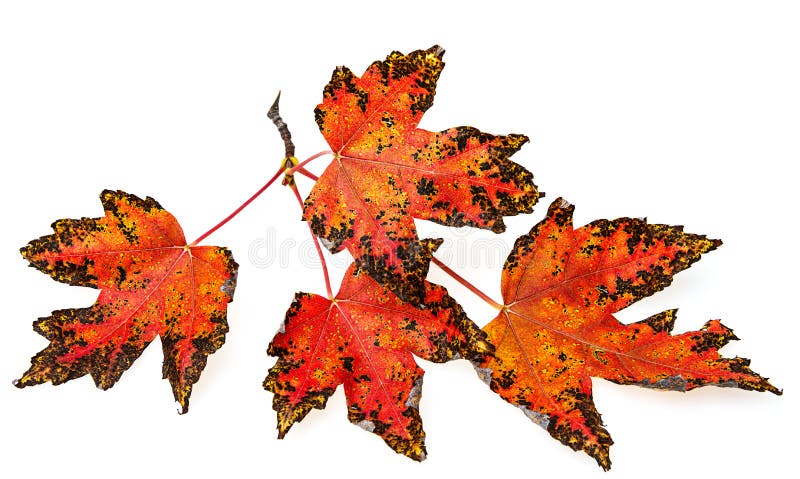 Branch with autumn leaves stock photo. Image of november - 34229094