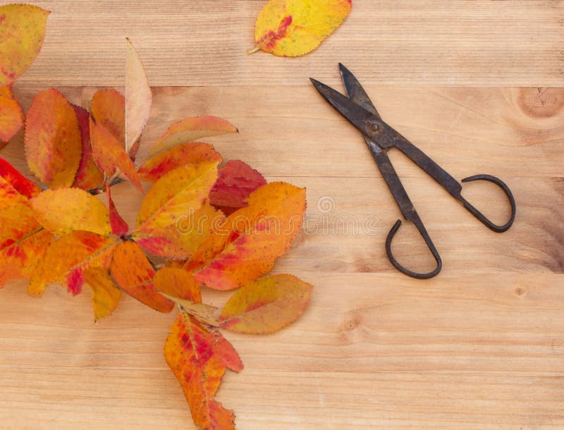 Branch with autumn leaves stock photo. Image of nature - 68495856