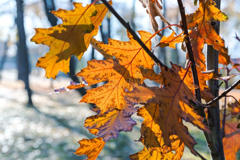 Branch of Autumn Maple Tree with Golden Foliage Stock Image - Image of ...