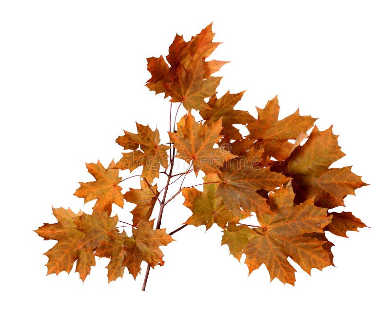 Branch of Autumn Maple Tree Leaves Isolated on White Background Stock ...