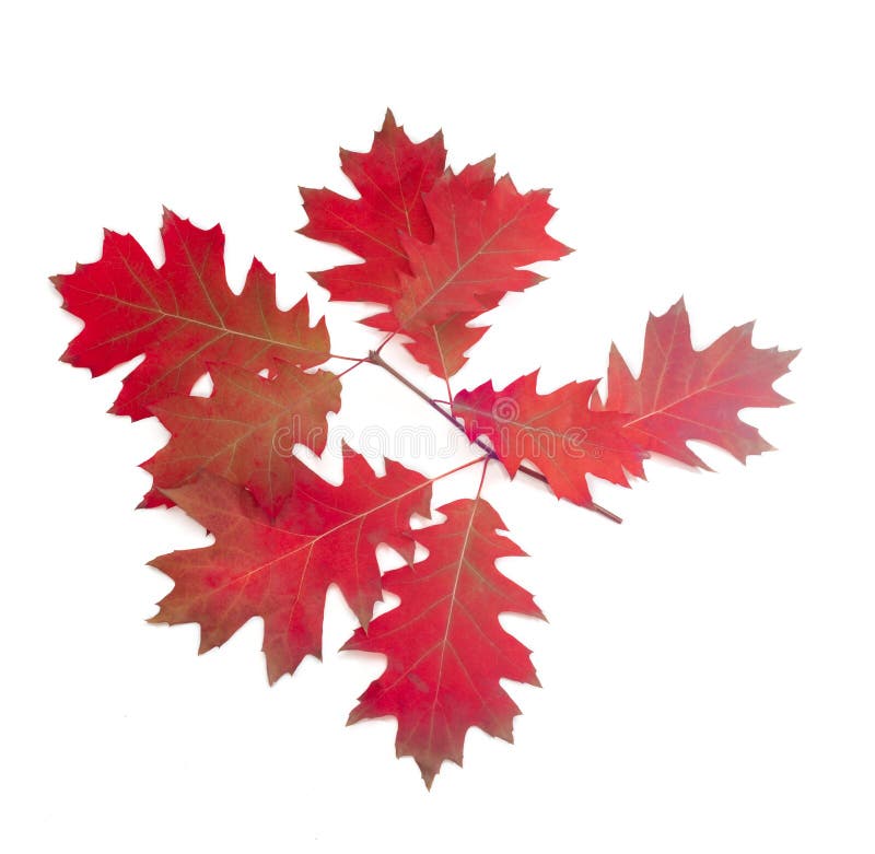Branch of Autumn Red Oak on a Light Background Stock Image - Image of ...